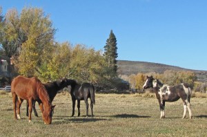Colts! | Ladder Ranch