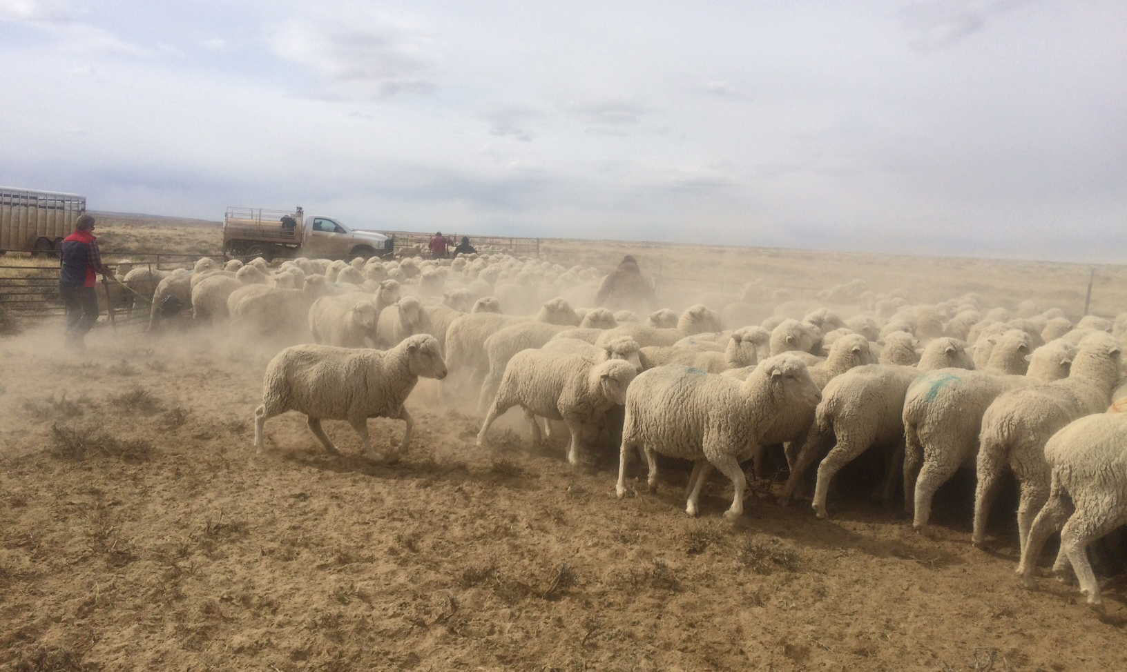 Working sheep on the Red Desert | Ladder Ranch