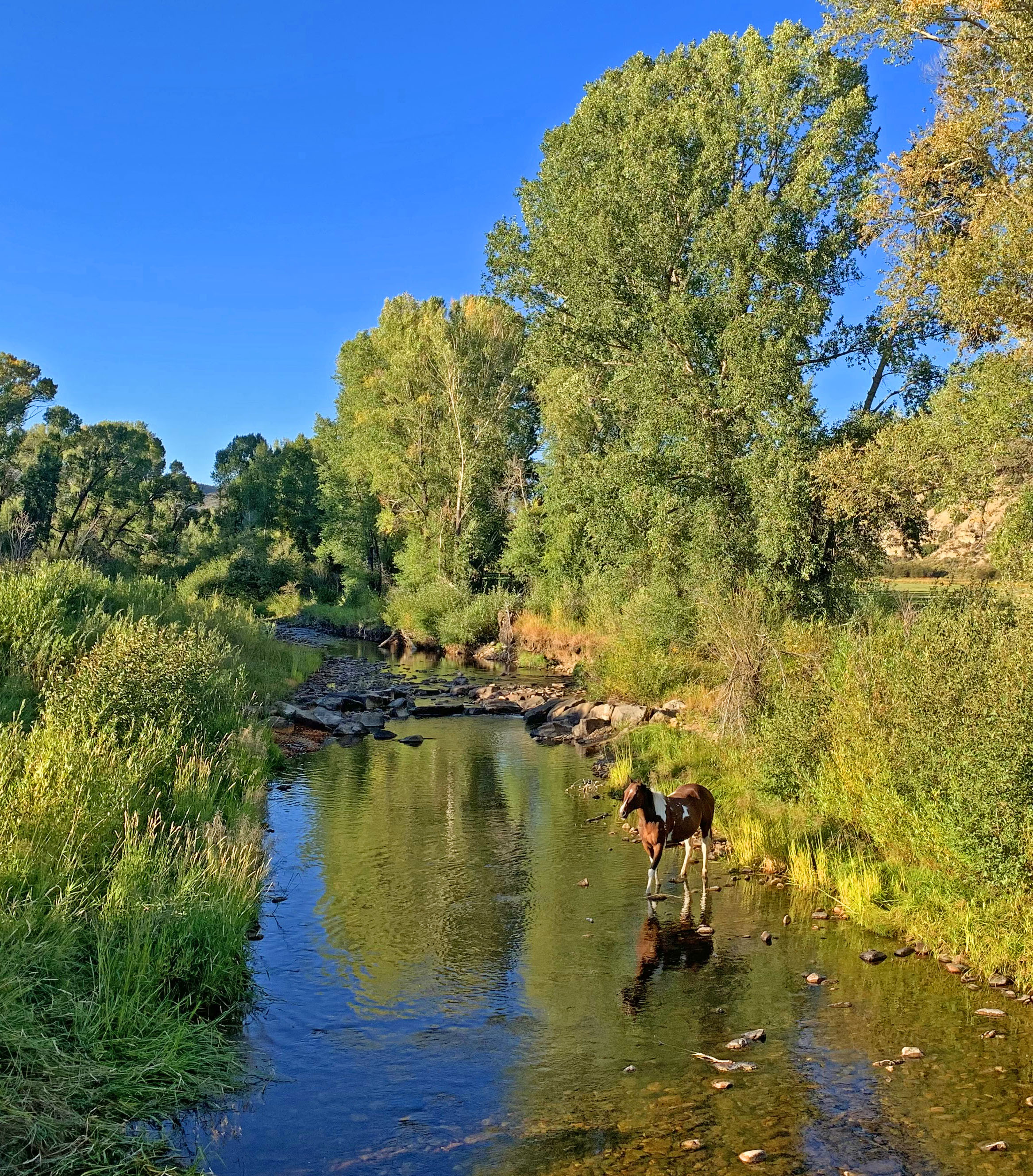 Battle Creek Reflections | Ladder Ranch