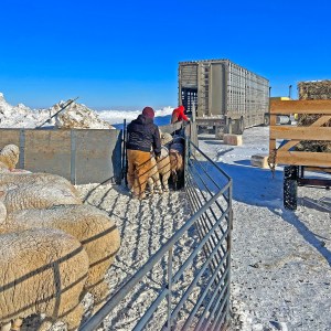 More evacuation of sheep, Groundhog Day | Ladder Ranch