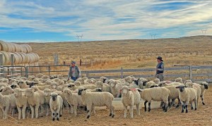 Checking the bucks again | Ladder Ranch